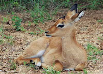 The Impala | Cute Animal All Facts & New Photographs | The Wildlife