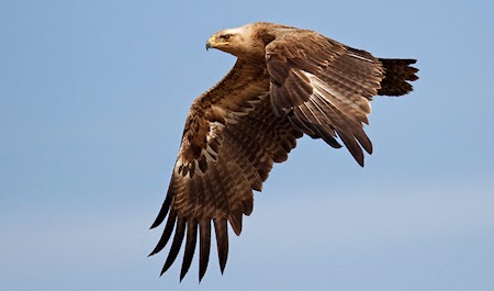The Presurfer: How Birds Weather Turbulence