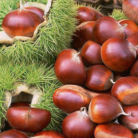 "Nutty" Facts About Chestnuts From Ancient Times To Present ~ HellasFrappe