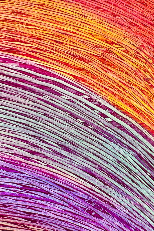 HBC 44: Tribute to Robert Rosenzweig