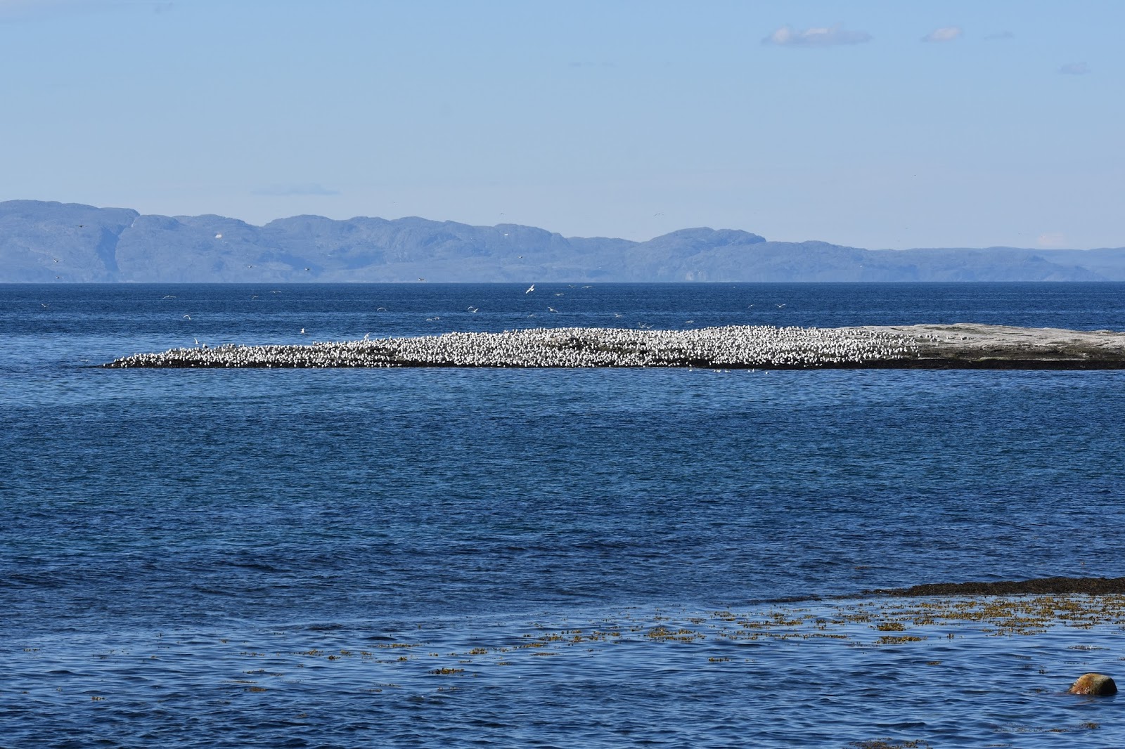 Villen luontohavainnot: Retki Varanginvuonolle (Oppi fjellet!)