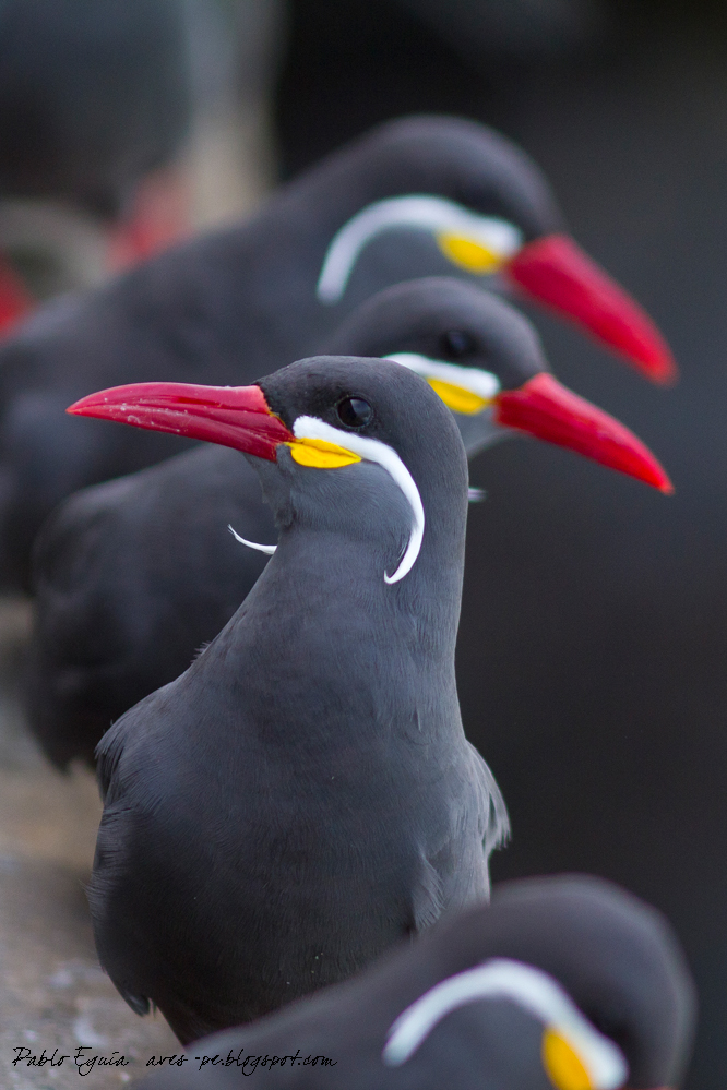 mis fotos de aves: Larosterna inca Charrán Inca Inca Tern
