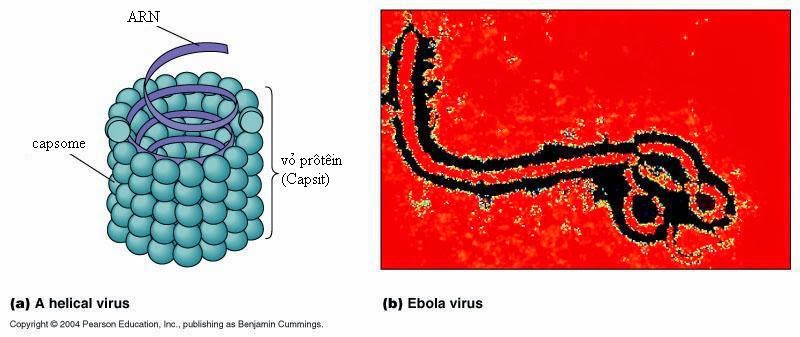 Bài 29+30: Cấu trúc các loại virut, sự nhân lên của virut trong tế bào ...