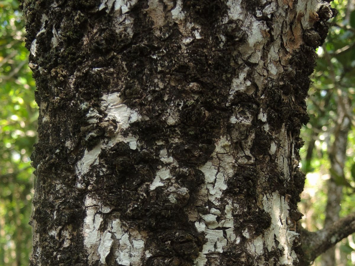 Queensland Coast: Australia's Spurred Mangroves (Ceriops sp.)