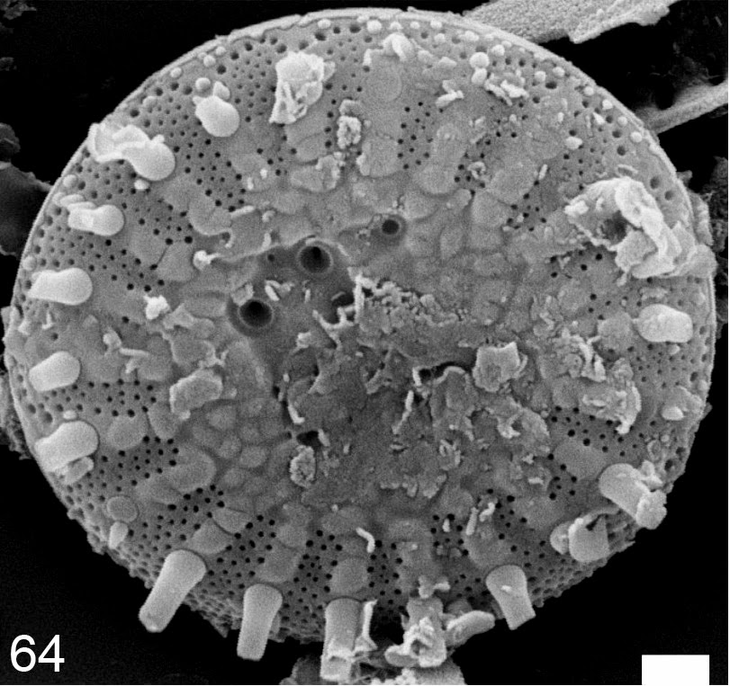 Sciency Thoughts: Four new species of fossil Diatom from the western ...