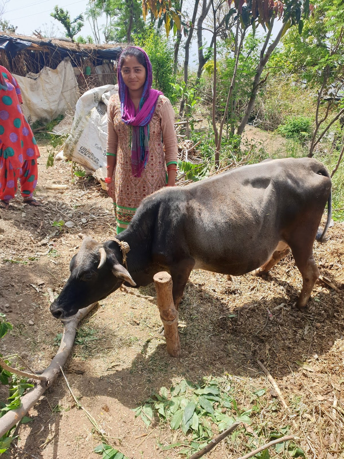 Pictures of Local Non descript pahari desi cow in the state of Himachal ...