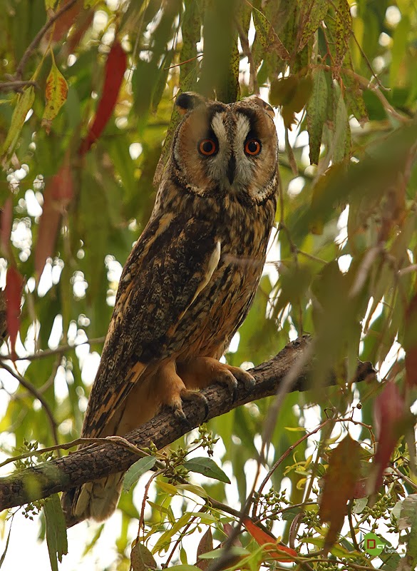 Búho chico ( Asio otus )