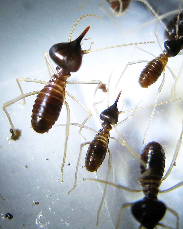 Photos and Info on Ants and Termites of Malaysia: Longipeditermes longipes