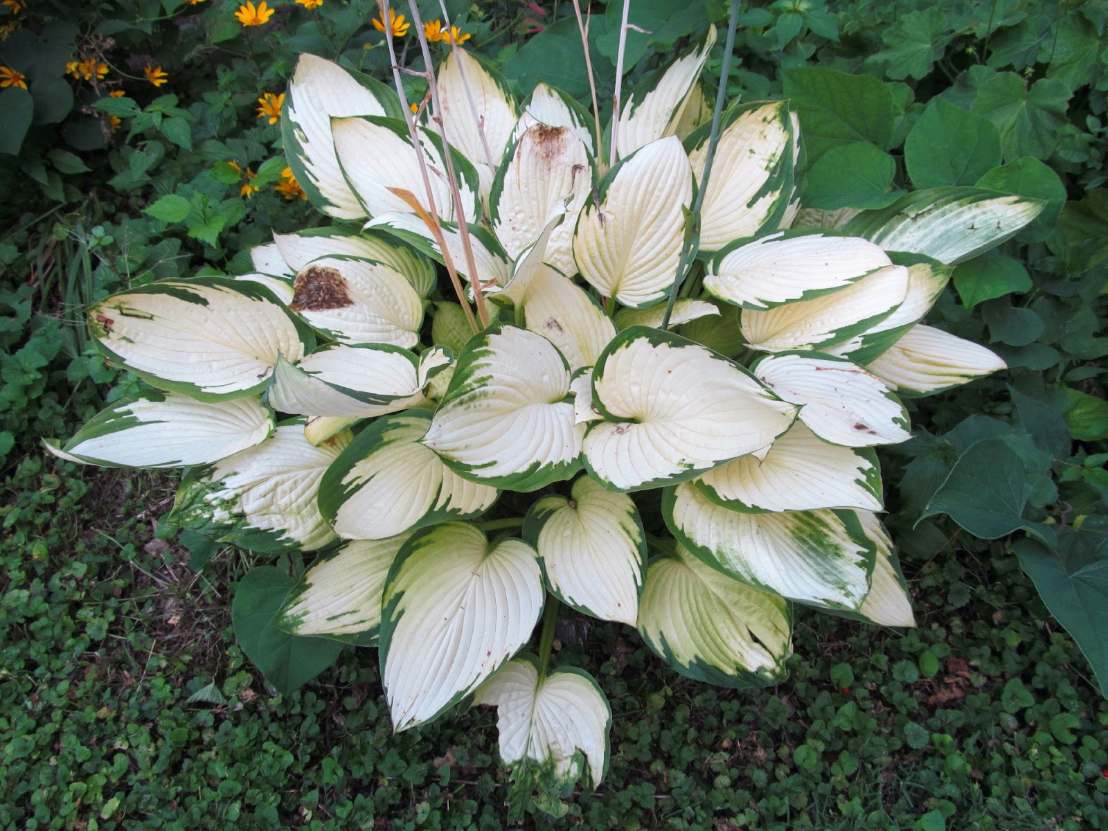 Exuberant Color : Late summer plants...........