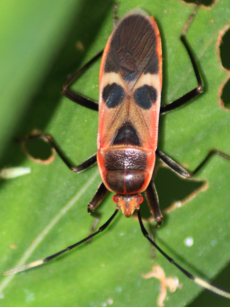 Plant Bug (Physopelta gutta), Sumatra Indonesia