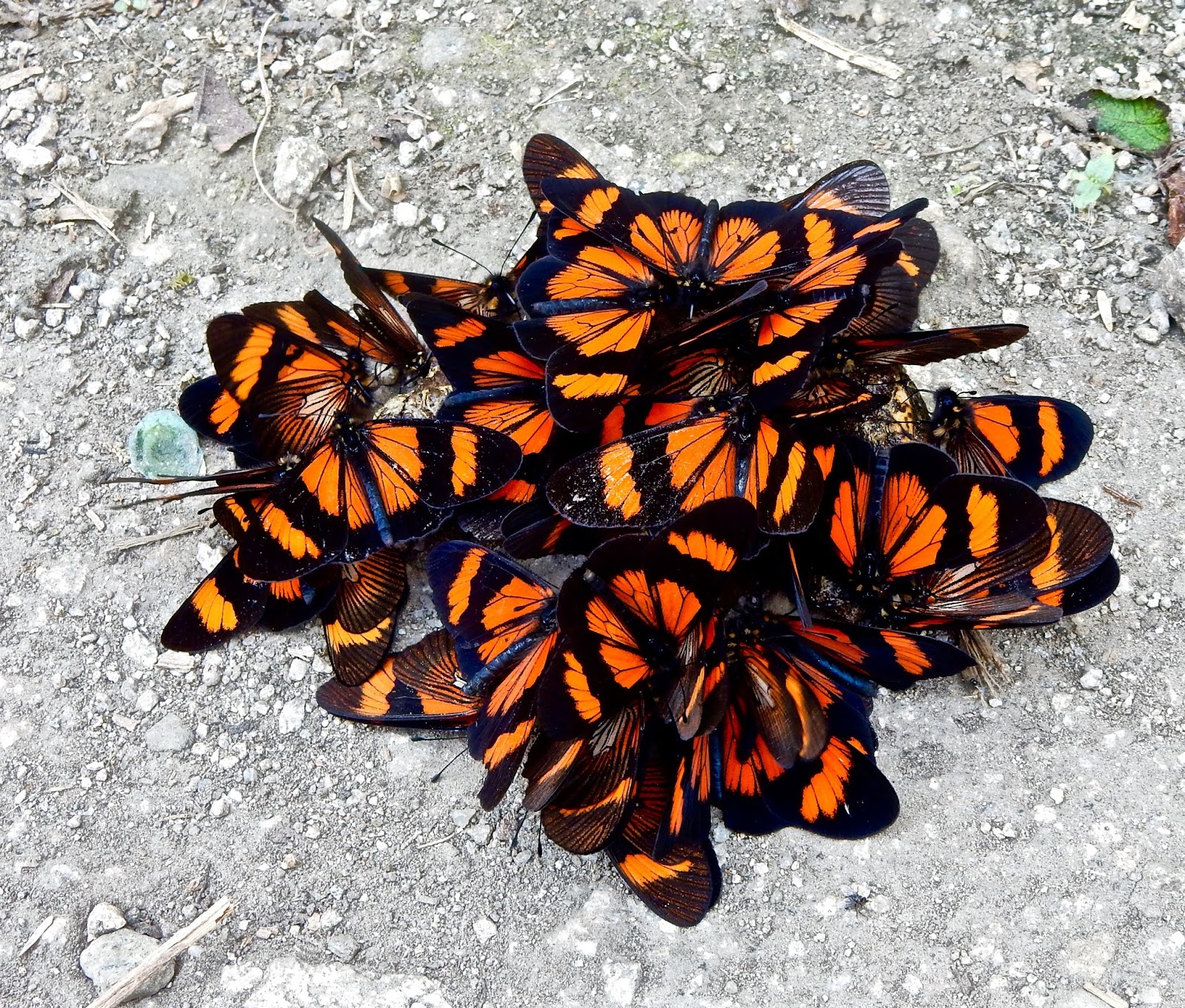 Colombian Jota: Peru Part III: A Swarm of Butterflies