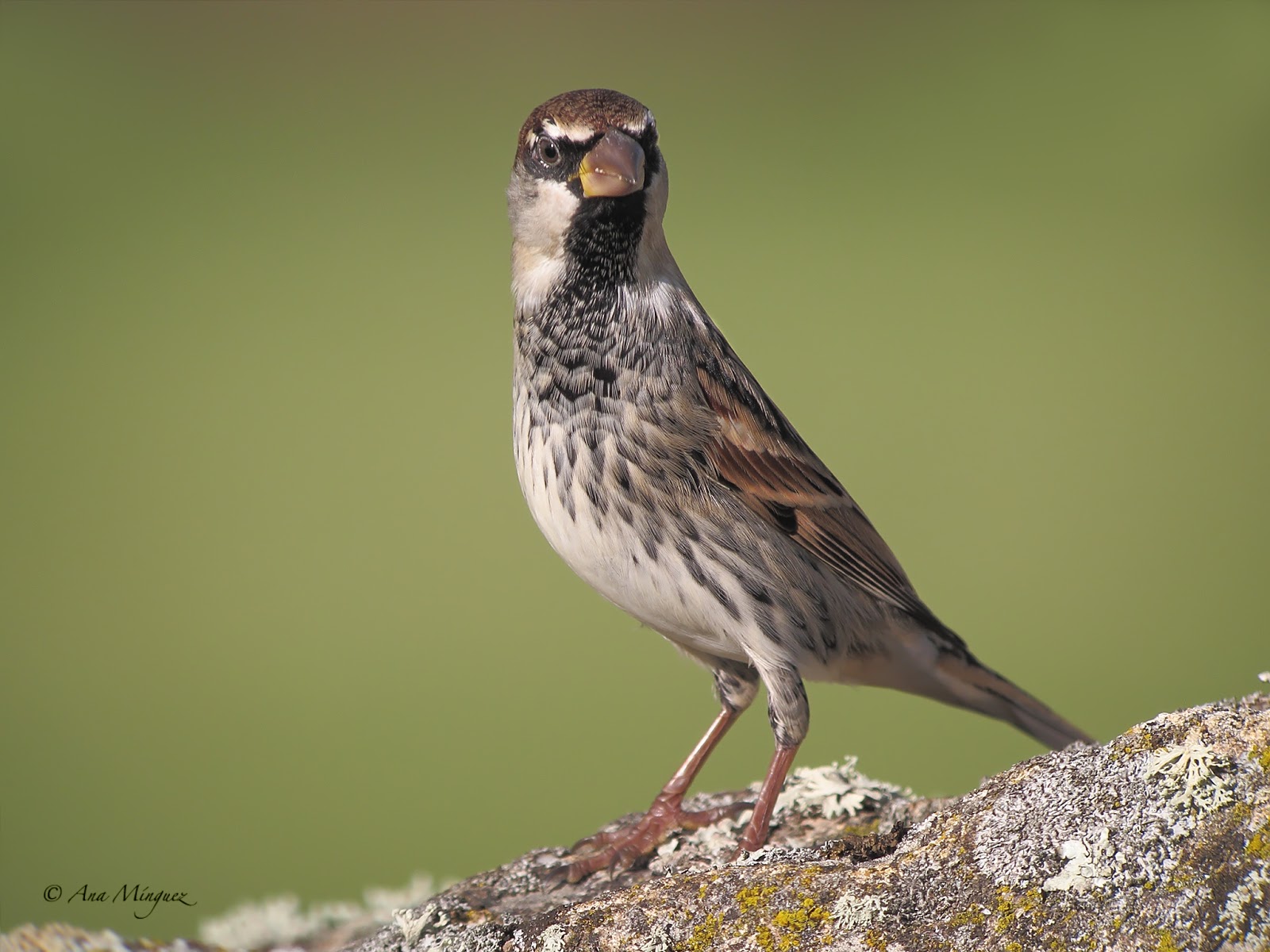 NATURANAFOTOS: febrero 2017