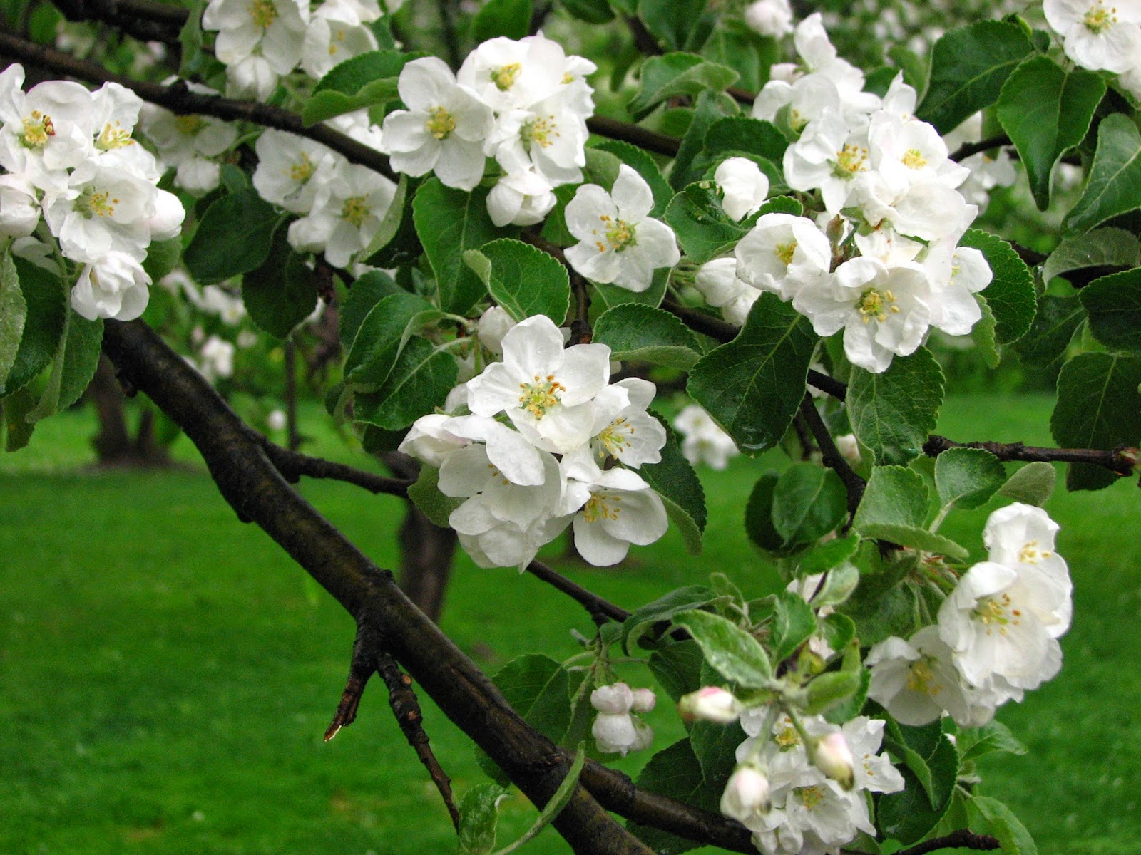 Trees Planet: Malus domestica - Apple