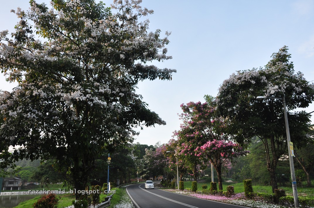 Fotografi merakam sejarah: Pokok Bunga Bongor sedang berbunga.