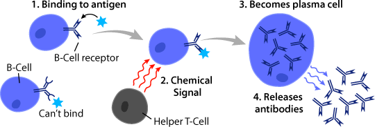 BRIEF ACCOUNT ON BLOOD PLASMA AND ITS FUNCTIONS « SimpleBiology