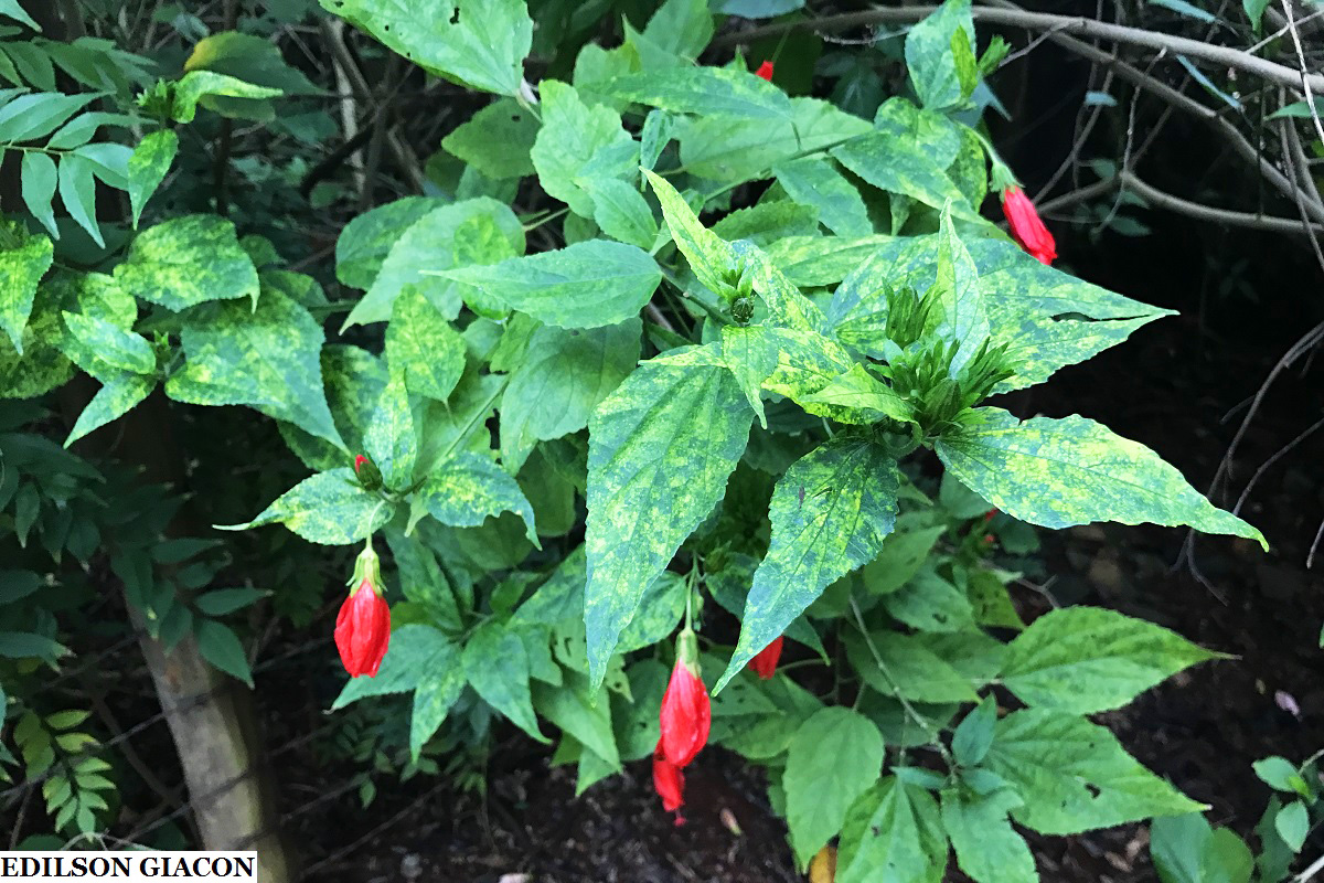 Viveiro Ciprest - Plantas Nativas e Exóticas: Malvavisco ou Hibisco ...