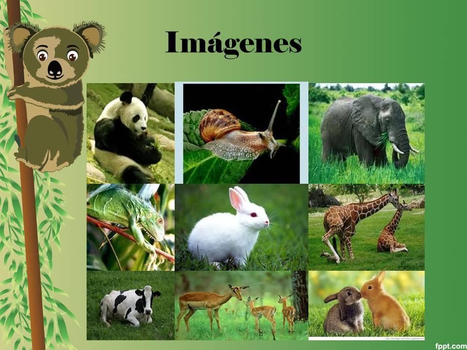 los animales: Los animales Herbivoros