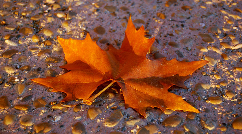 Lecturi școlare : FRUNZA