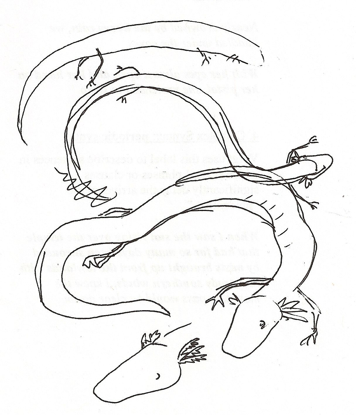 Satisfactory Comics: Animal Alphabet: O is for Olm