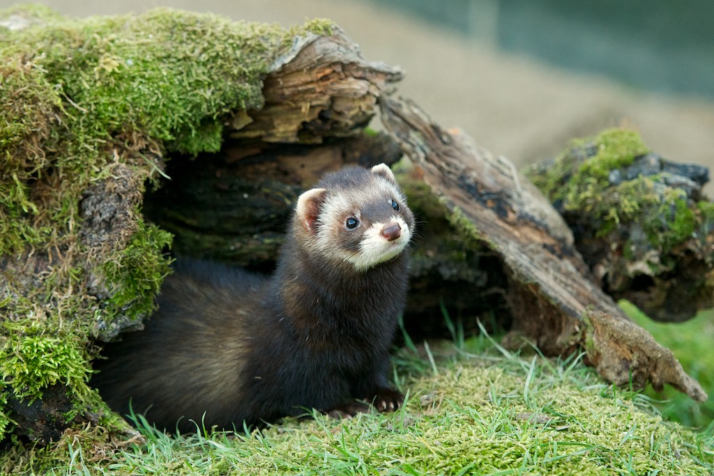 British Wildlife Centre ~ Keeper's Blog: New Polecat