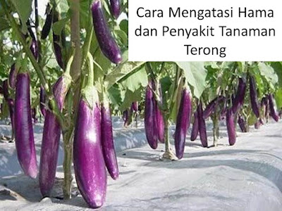 Cara Mengatasi Hama dan Penyakit Tanaman Terong - Hama & Penyakit Pada ...