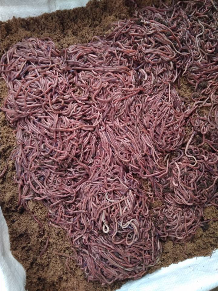 Cara Budidaya Cacing Tanah Terbaik Pasti Untung 100% | Ilmu Pertanian ...