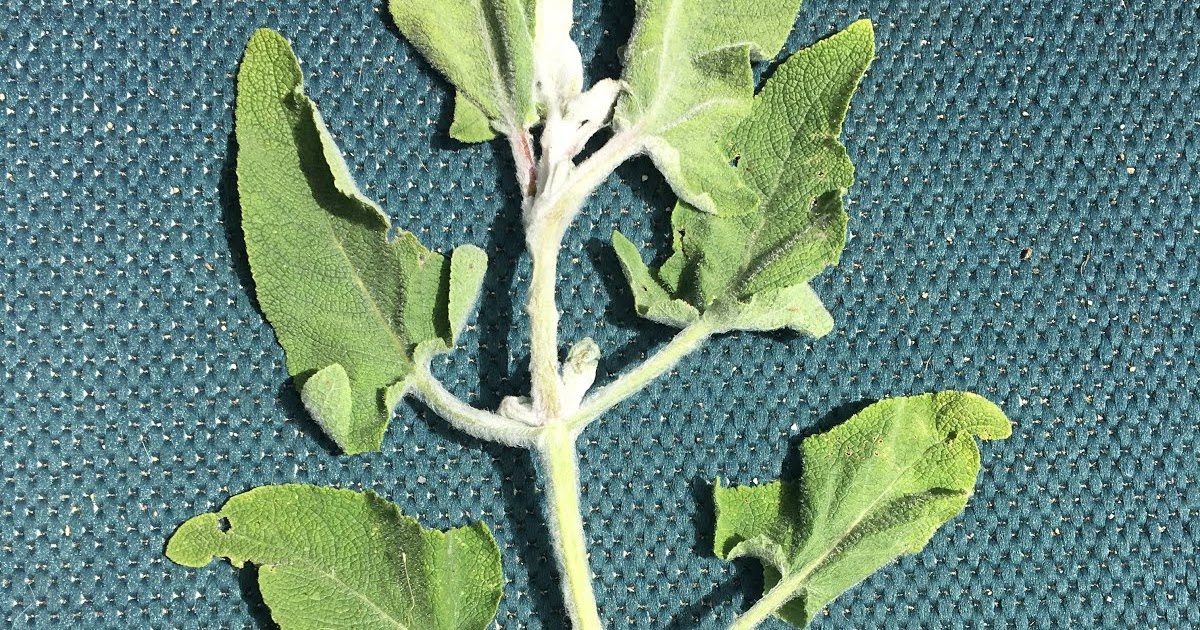 Pennsylvania Street Gardens: How to root Salvia cuttings