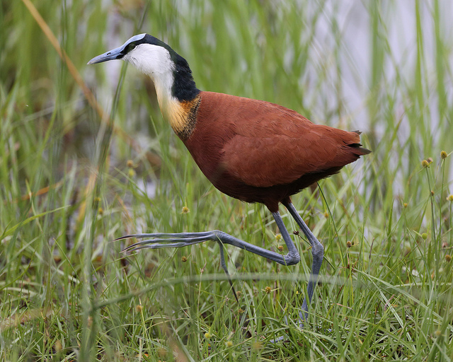 Jaçana – The Big Foot of the Bird World ~ Kuriositas