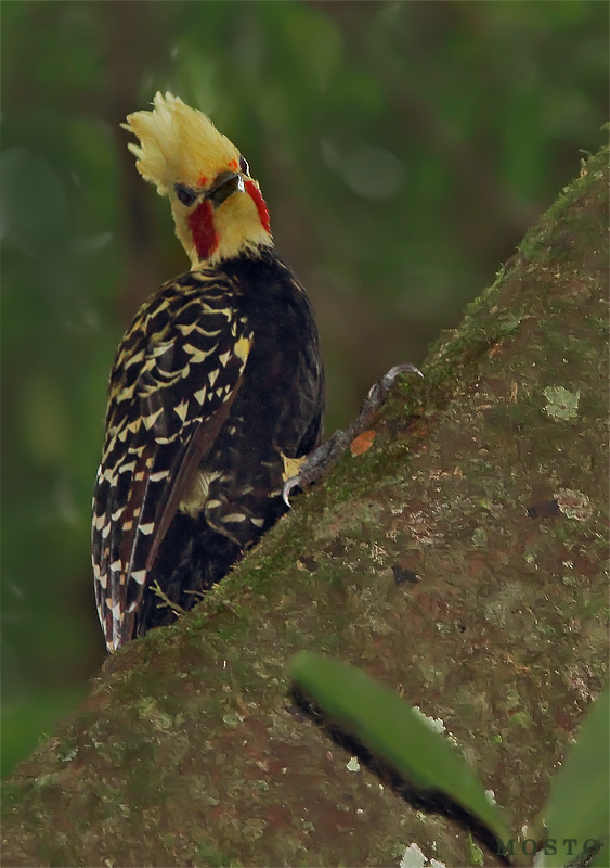 AVES NUESTRAS: CARPINTERO COPETE AMARILLO