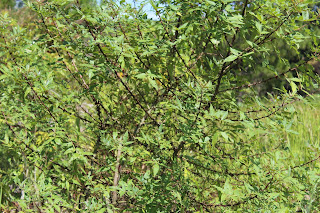 andaliman dan attarasa: andaliman bumbu orang batak