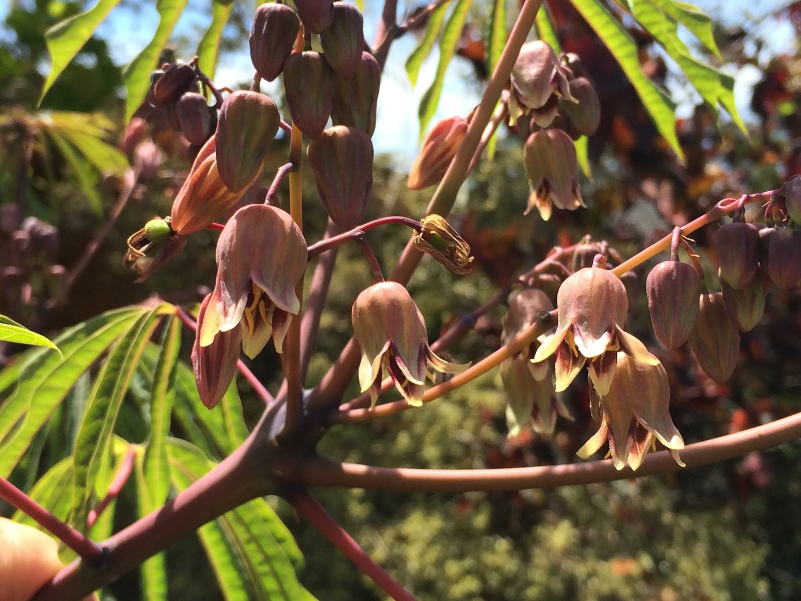 Trees of Santa Cruz County: Manihot grahamii - Hardy Tapioca