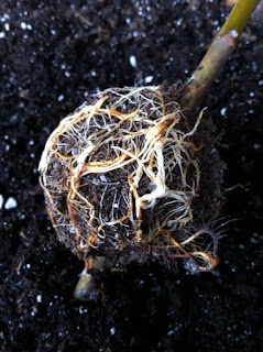 Figs Fort Smith!: Foil Ball Air Layering of Figs