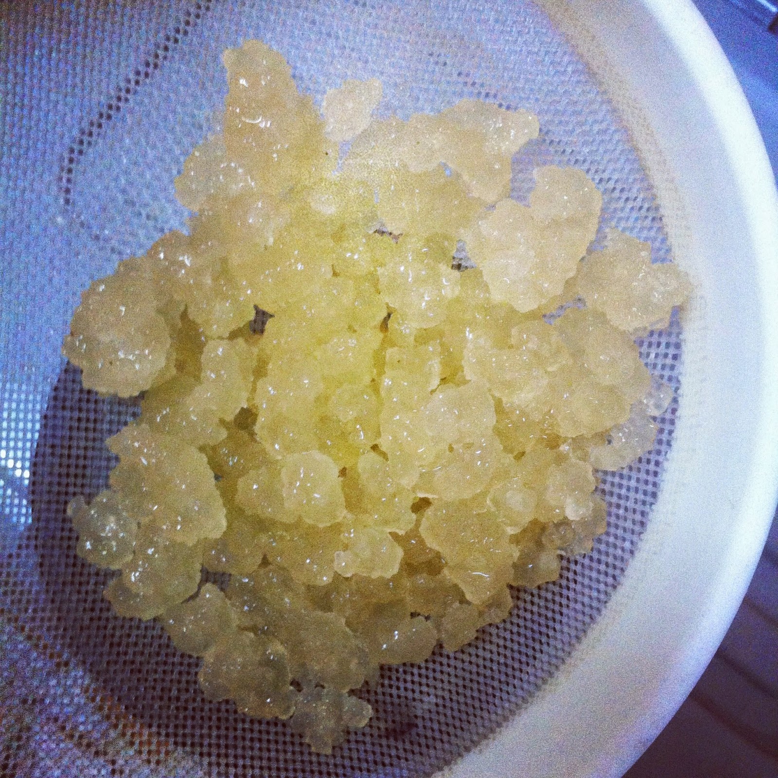 Cara Membuat Soda Probiotik Dengan Bibit Kefir Air | Ini Probiotik