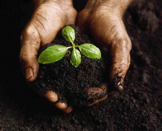 Edafósfera: Tipos de suelos