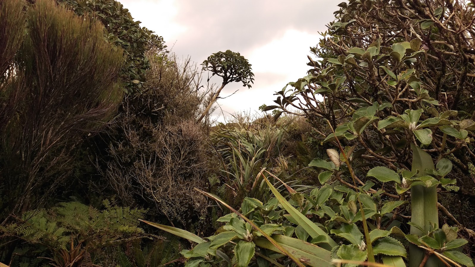 Tramping: Punga Hut or Miro Valley Hut