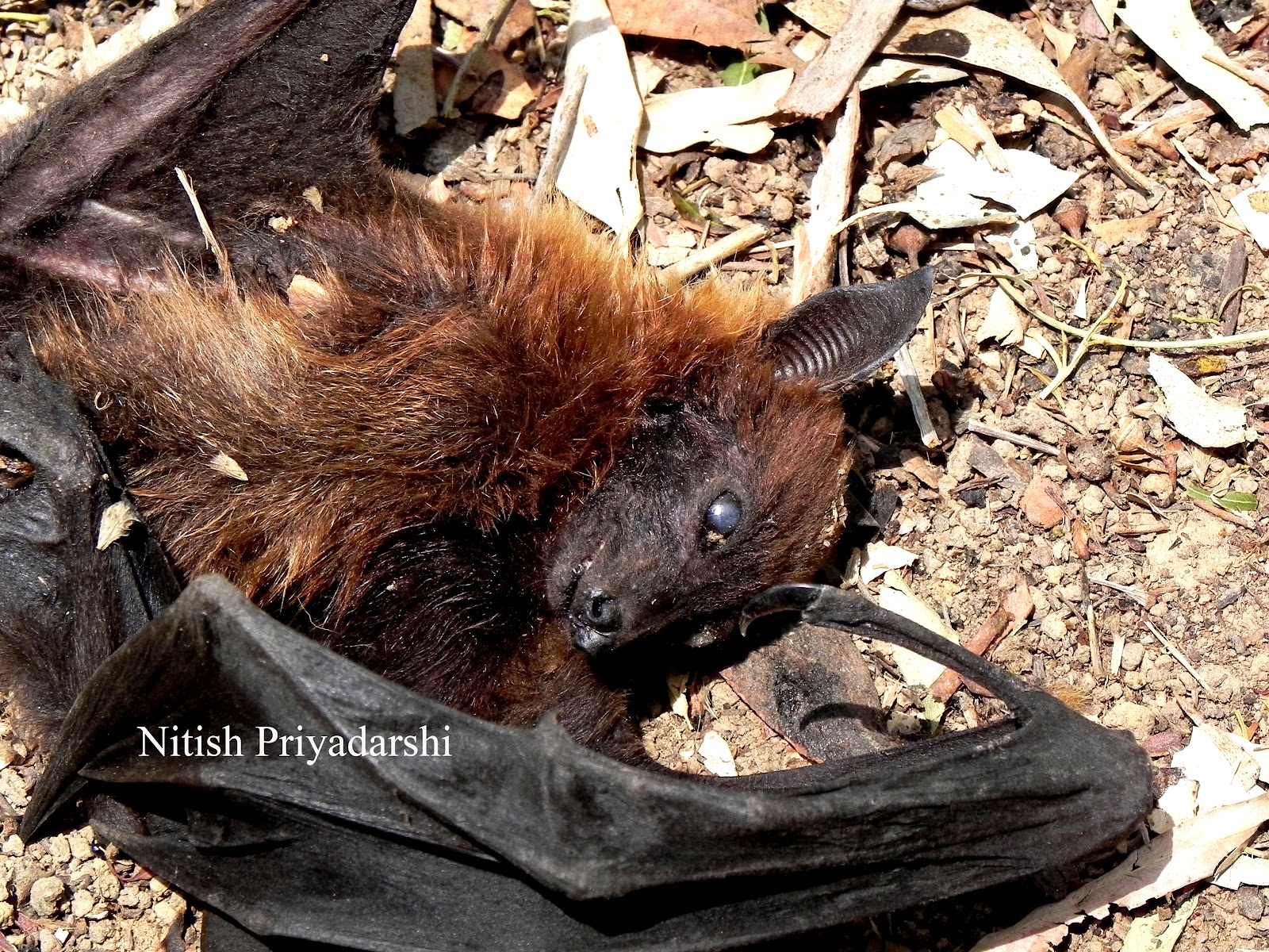 Environment and Geology: Bats dying in Ranchi city of India.