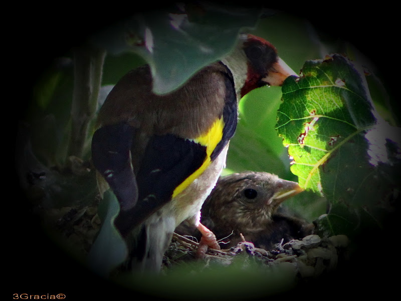 Kertünk madarai - kertem madarai: 1 hetesek a tengelic fiókák