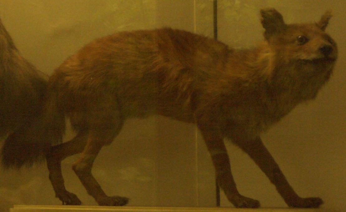 Abe's Animals: My favorite dhole species