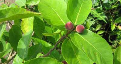 Upas Tree | Poison Tree | Science - My Passion