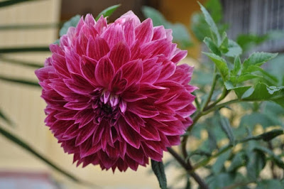 Filosofi Bunga : Bunga Dahlia
