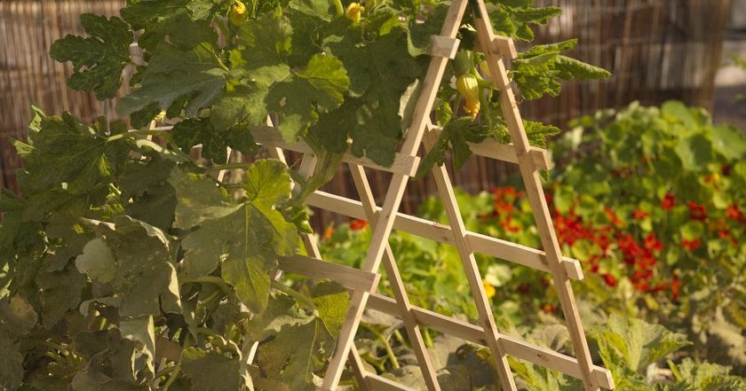 A-Frame Squash Support