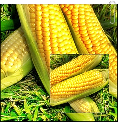 Jendela Dunia: Jenis - jenis Jagung di Indonesia