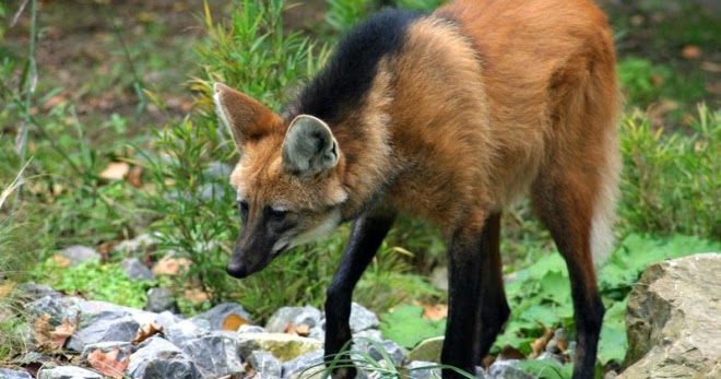 White Wolf : The beasts from Brazil: country aims to clone endangered ...