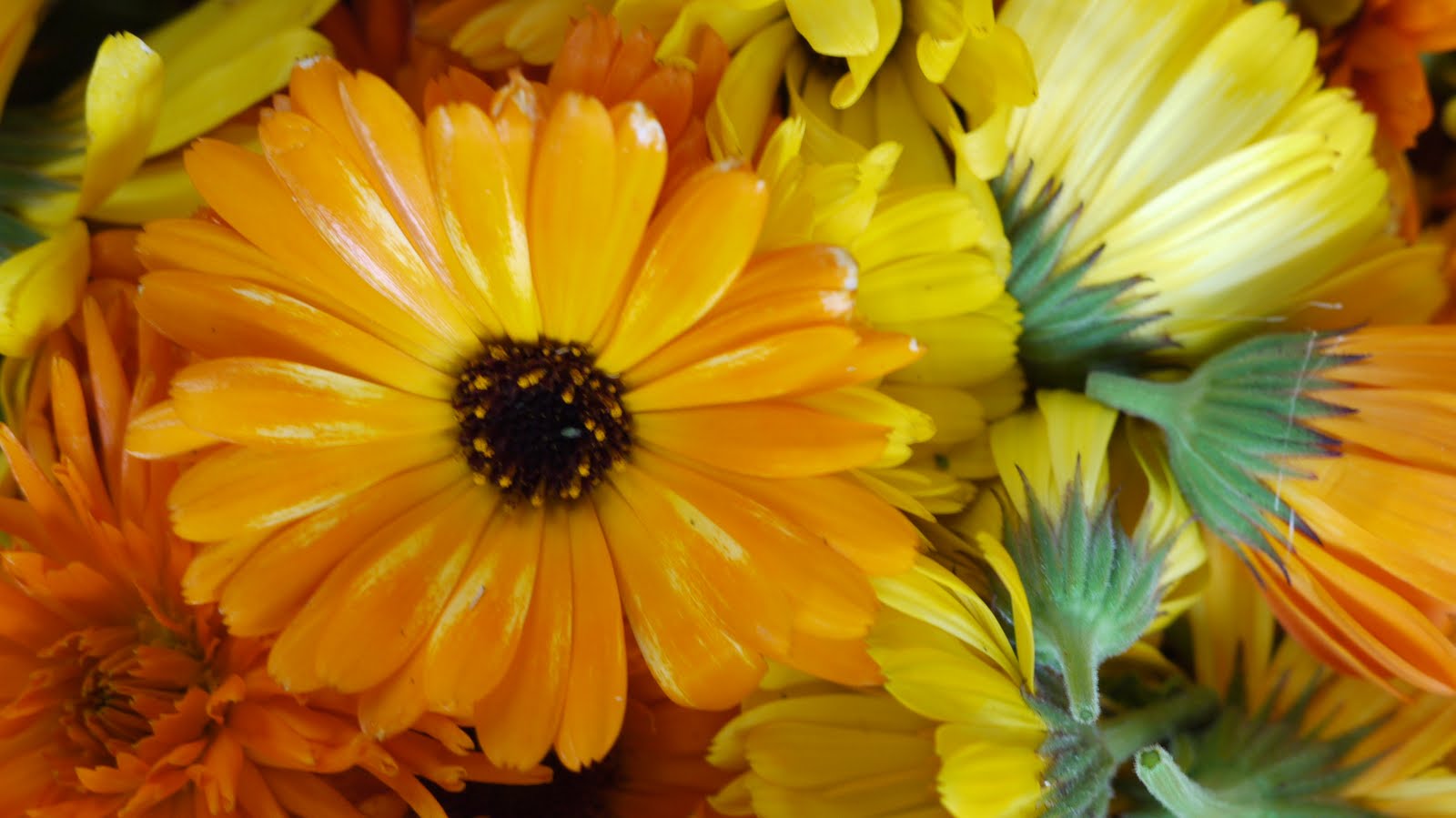 Calendula Flower Wallpaper