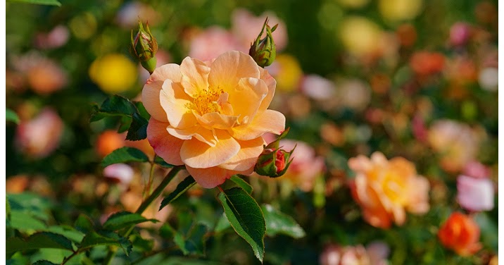 Chwile zaChwycone: Róża 'Sedana'