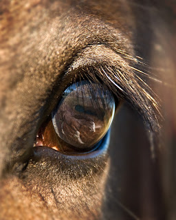 Cur-OST: Equine Recurrent Uveitis