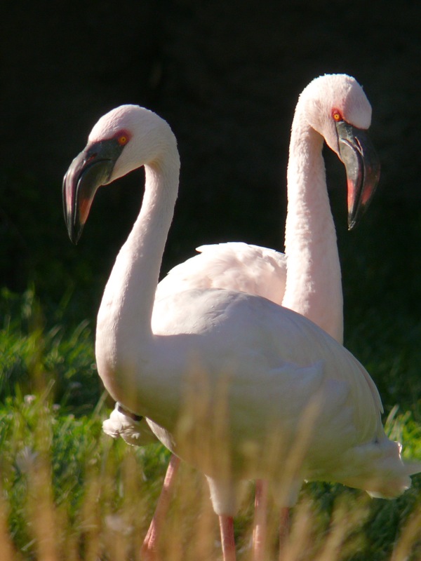 inkspired musings: Flaming Flamingos, Batman!