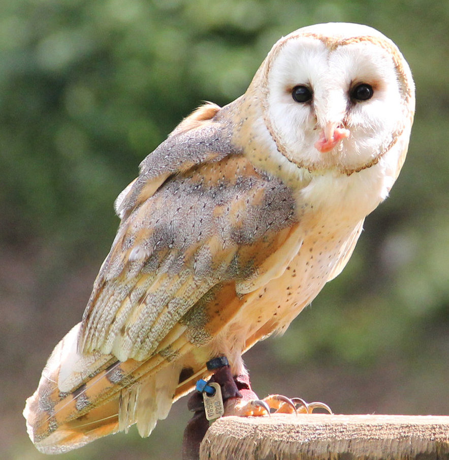 Barn Owl Beauty Of Bird
