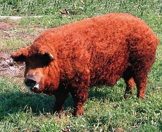 Tot ce vrei: INEDIT - Porcul cu blana rosie