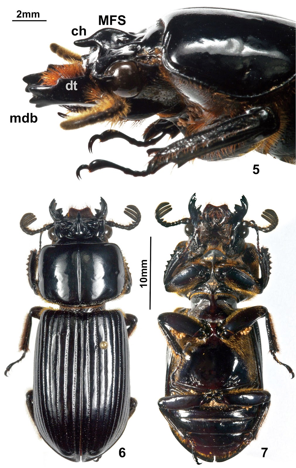 Sciency Thoughts: New species of Bess Beetle from Guatemala.